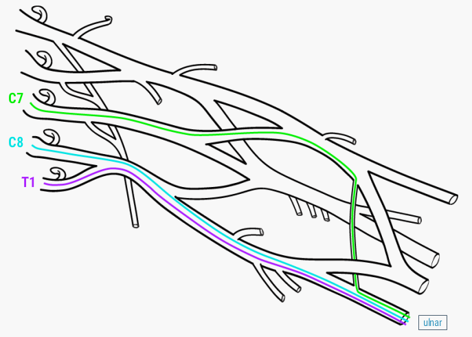 Ubrcolumbia Drawing Ulnar Nerve And The Brachial Plexus English Labels Anatomytool